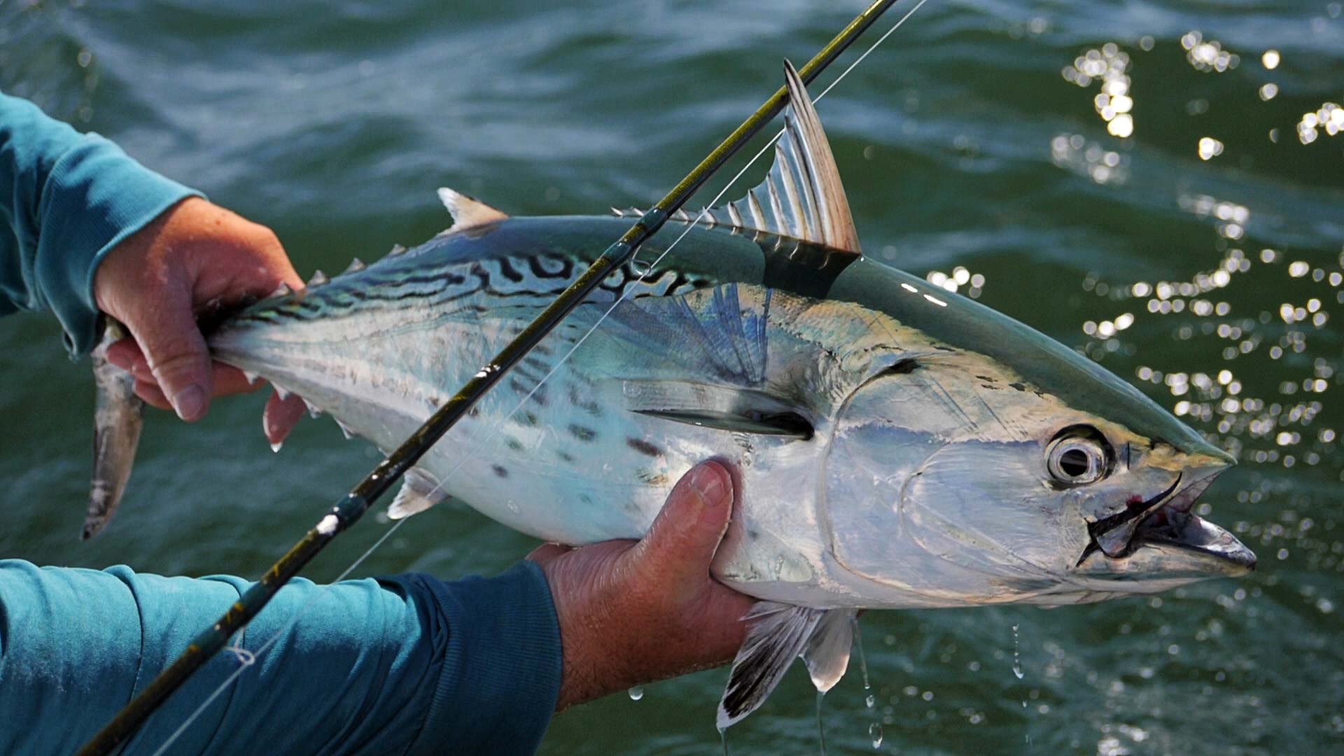 How-To: Albie Fishing 101 - Salty Cape