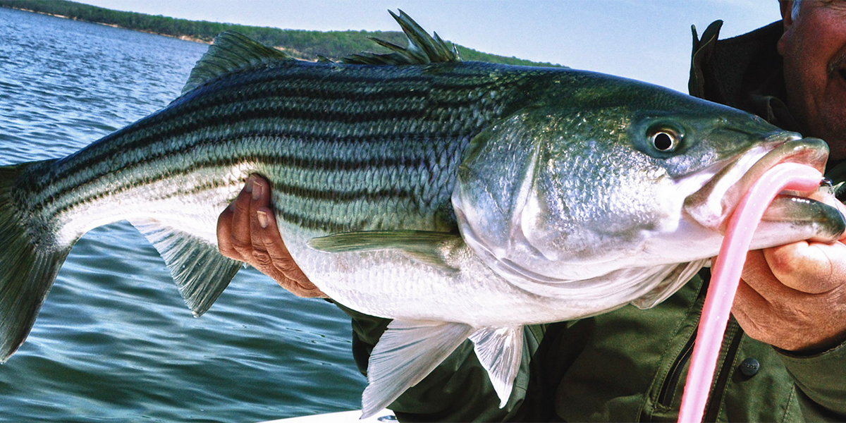 Cape Cod Striper Fishing Game Plan For All Seasons Part 2 - Salty Cape