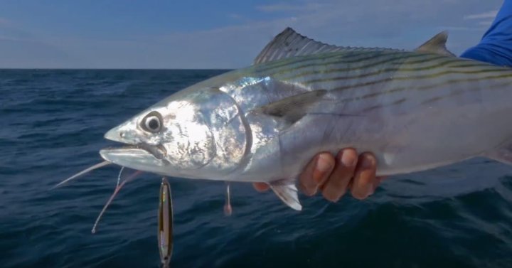 Troll Scanning for False Albacore off the coast of Cape Cod