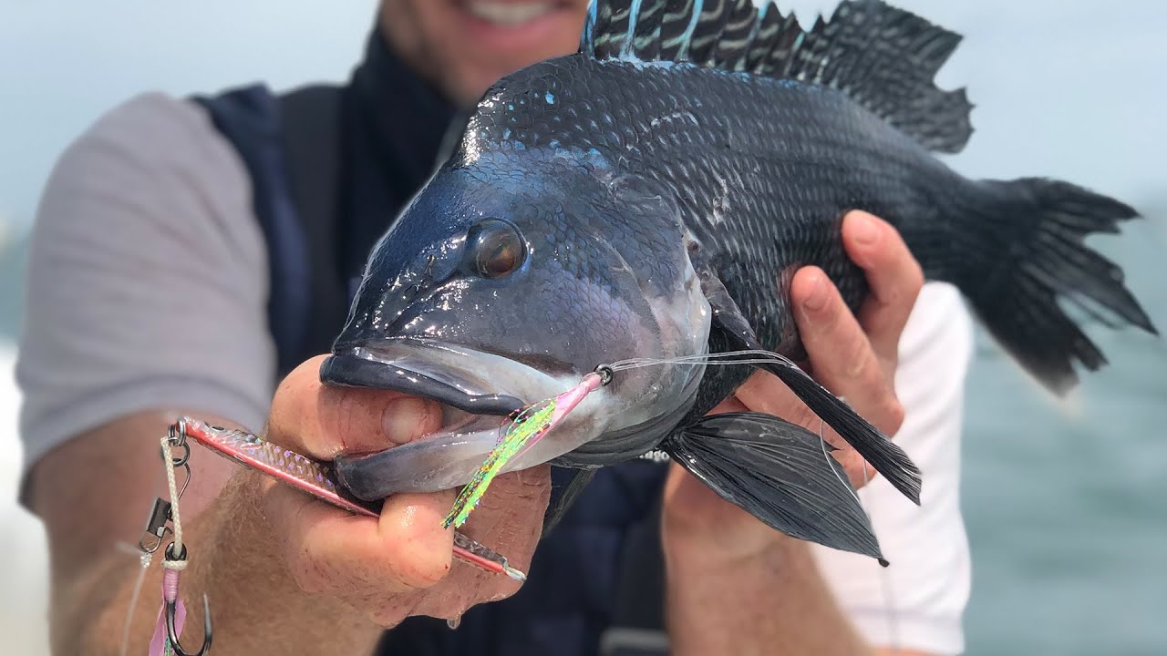 Sea Bass Fishing Cape Cod + Buzzards Bay | Hogy Jig-Biki Rig