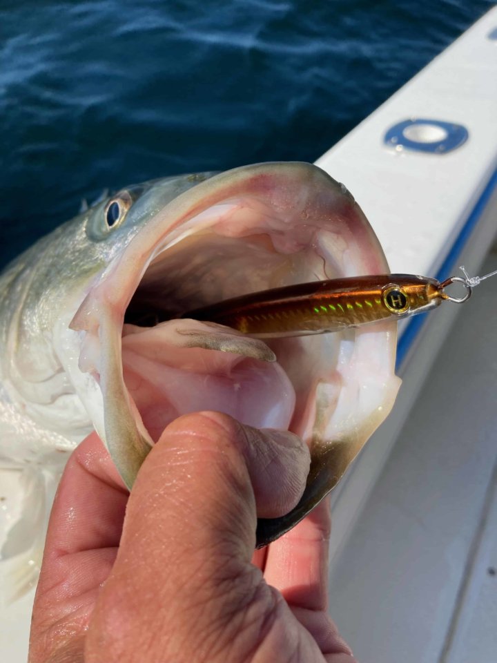 Epoxy Jig Fishing for Finicky Stripers - Salty Cape